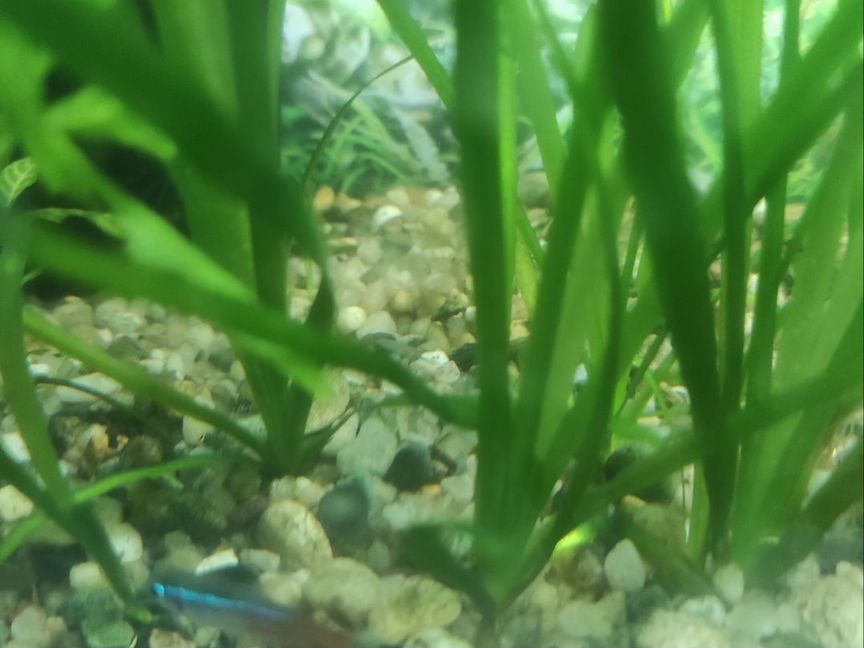 Аквариумные рыбки и растения