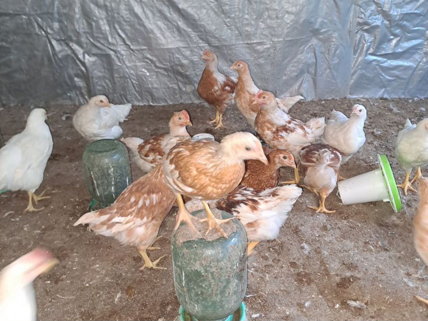 Куры не сушки