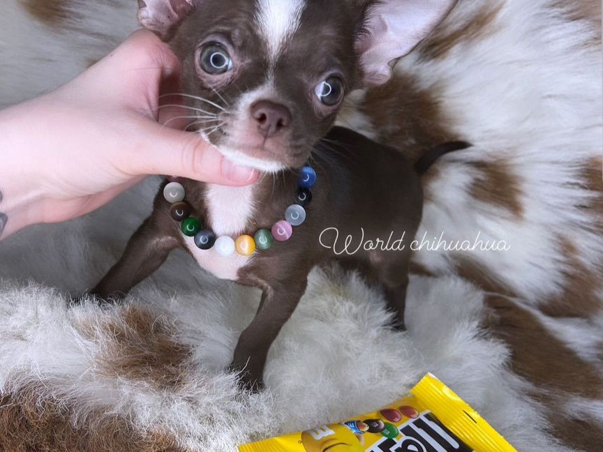 Luxury Super Мини Мальчишка РКФ