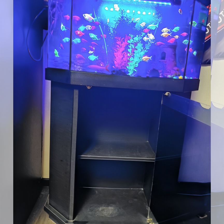 Аквариумные рыбки и аквариум