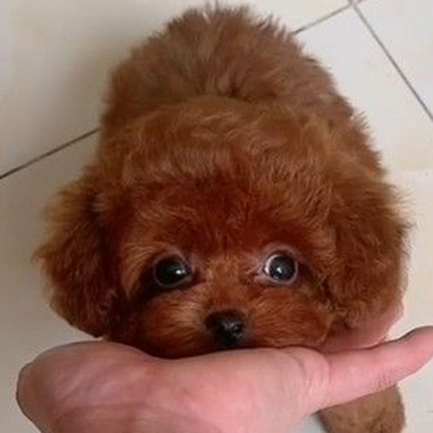 Мальтипу, щенок