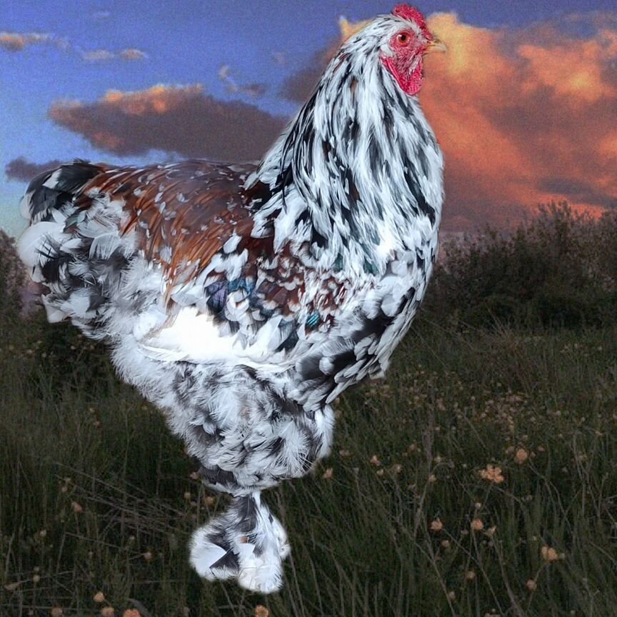 Петух Брама, чистокровный Турция