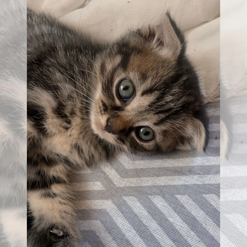 Вислоухие котята