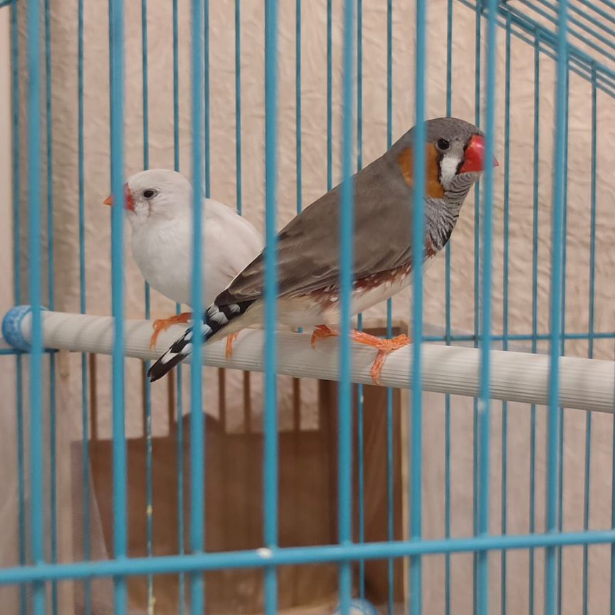 Амадины