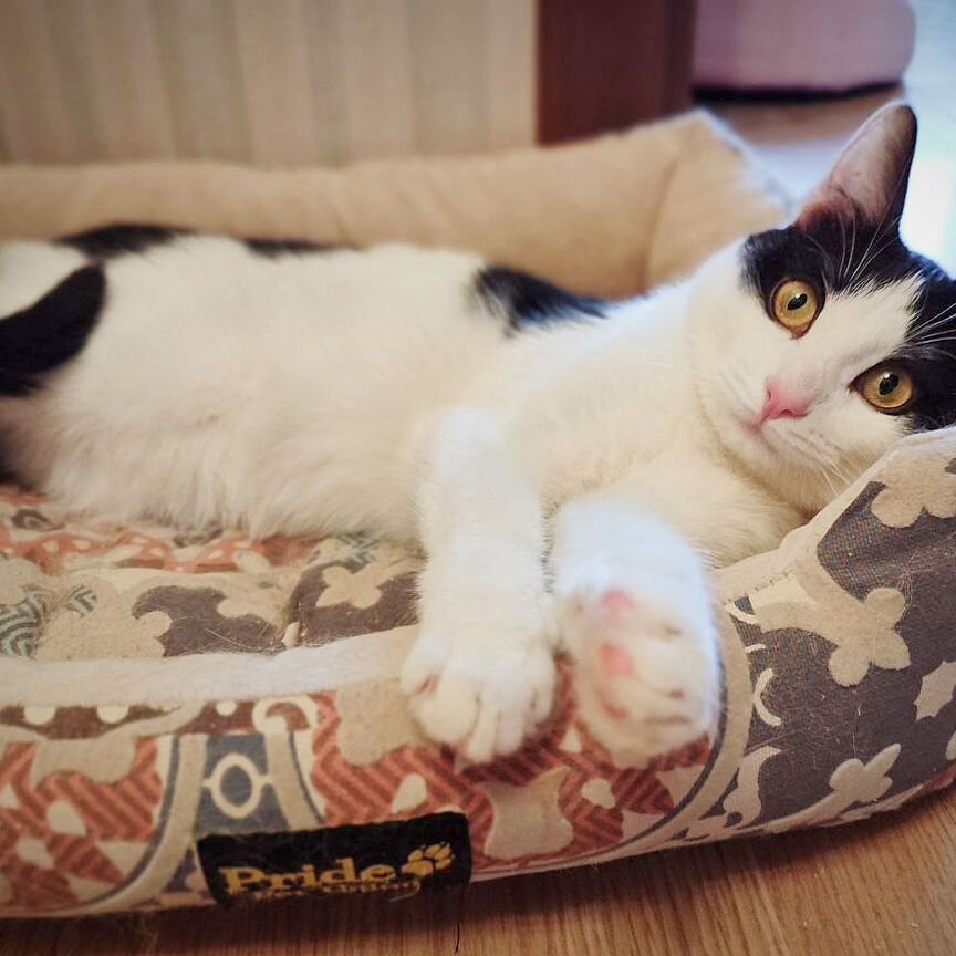 Заводной котик