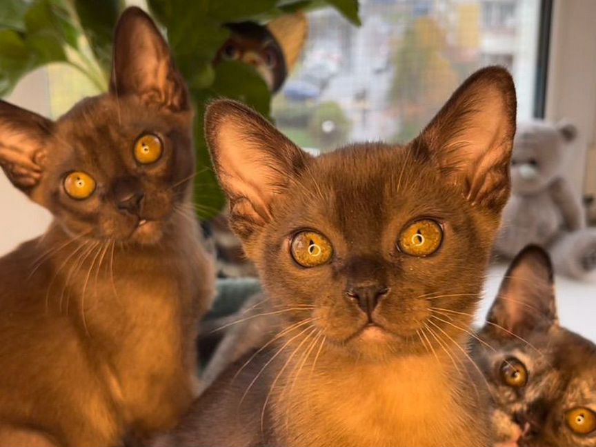 Бурманский шикарный котенок