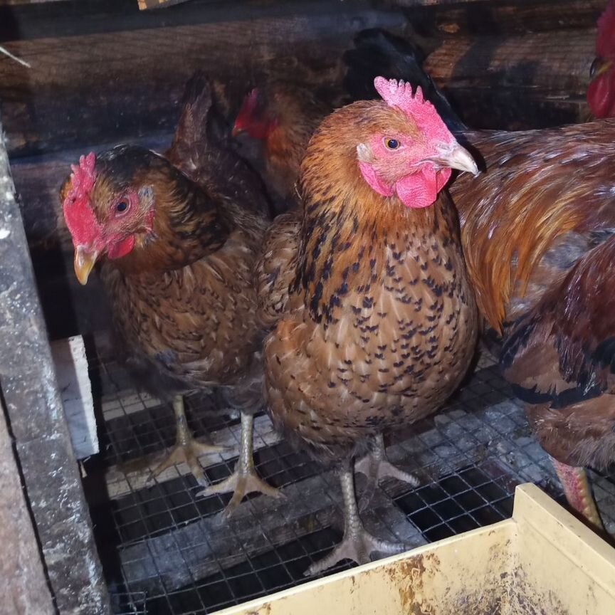 Кученская Не фабричная(яйцо и цыплята)