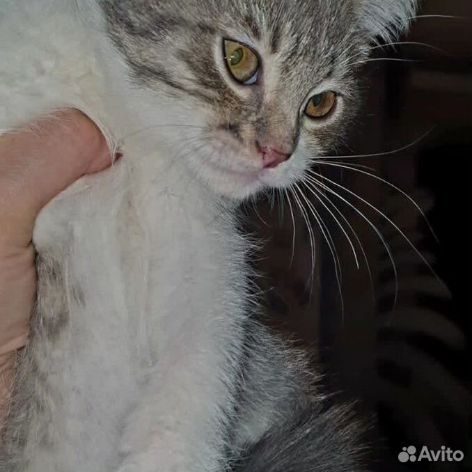 3 трехмесячных котенка