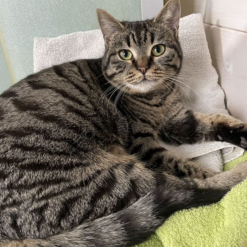 Самая ласковая кошечка ищет дом