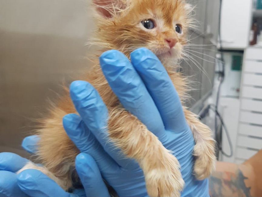 Котята рыжие