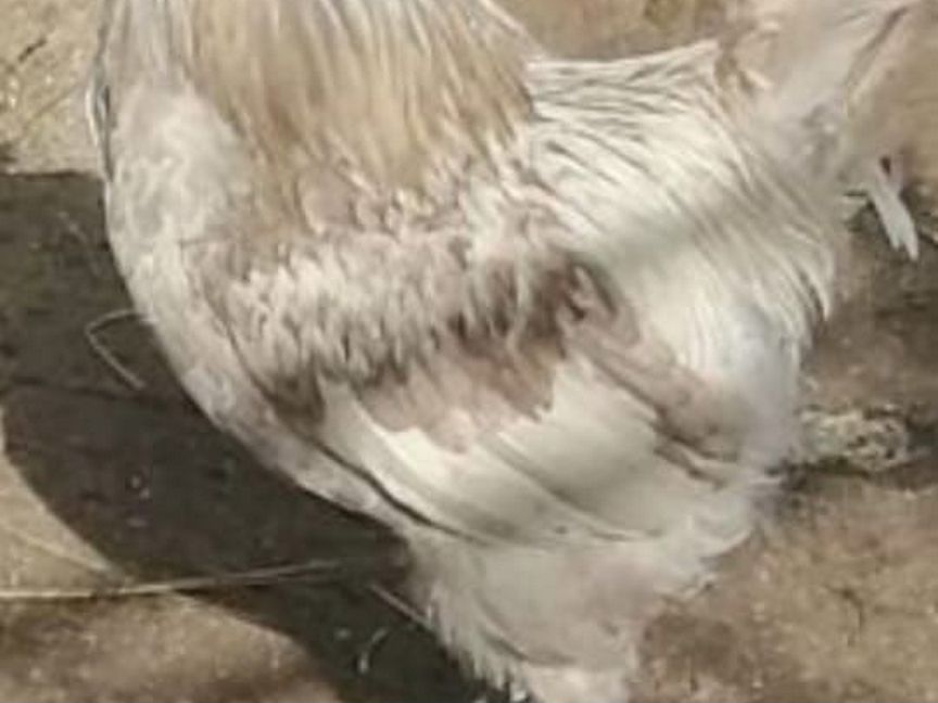 Куры петухи