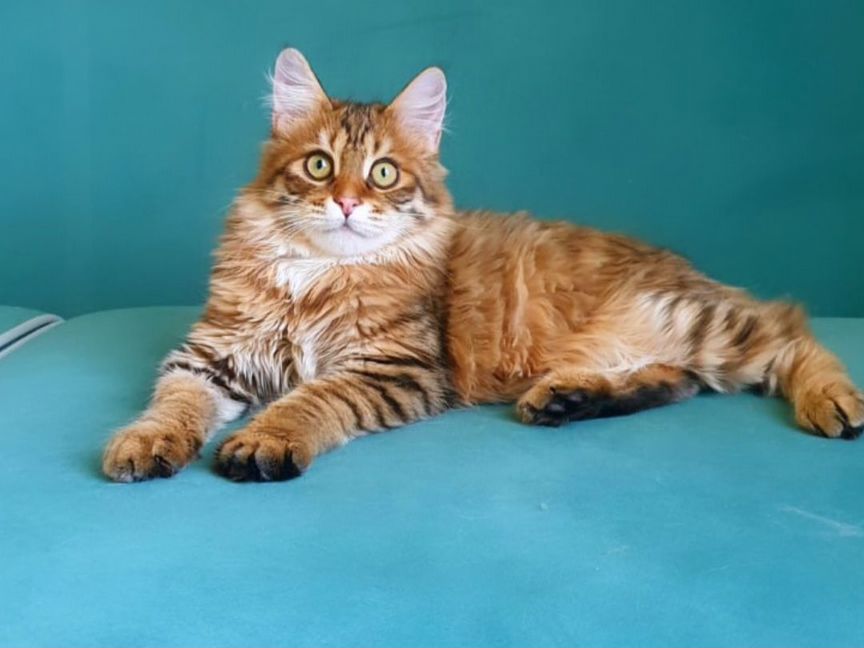 Настоящий Царь