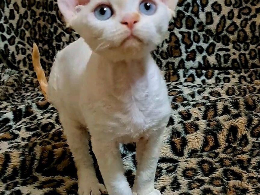 Ванильная девочка эльф