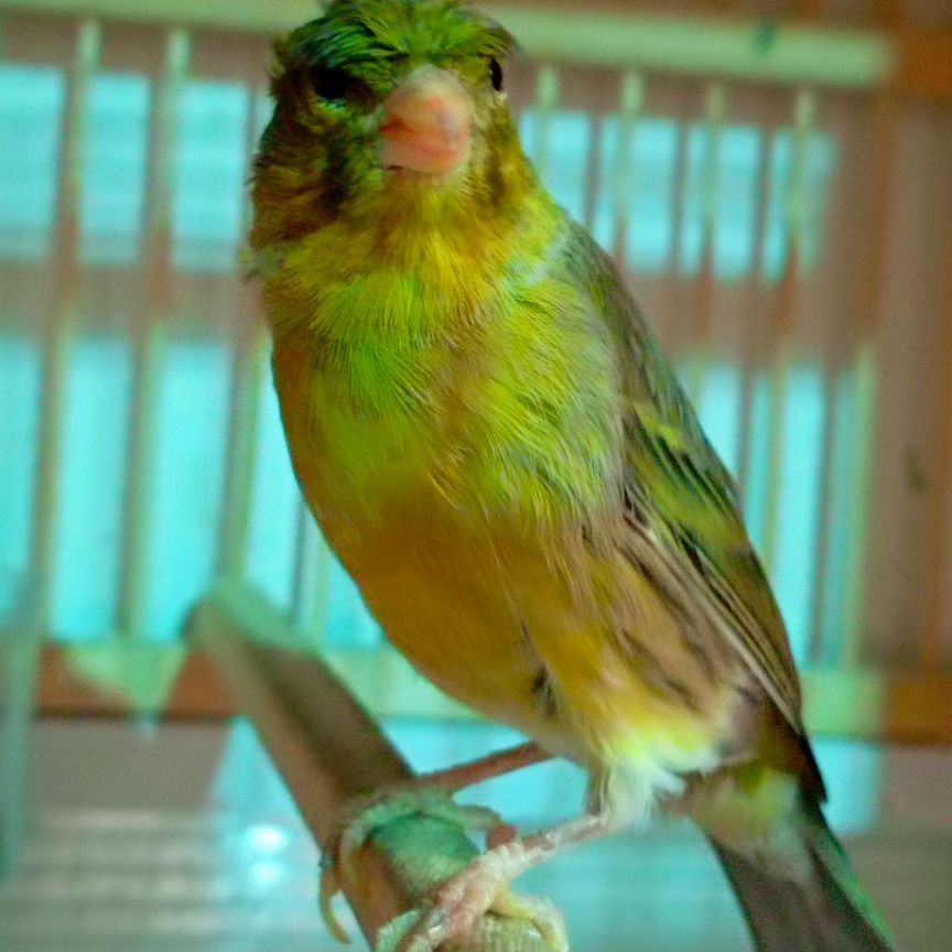 Канарейка самка
