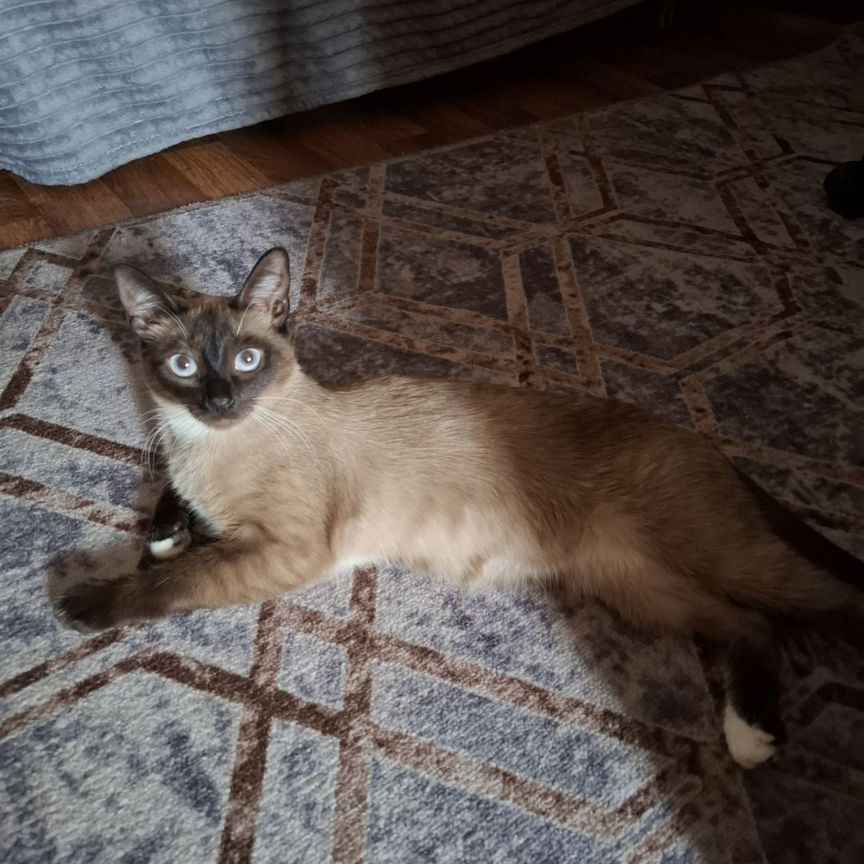 Тайская кошечка