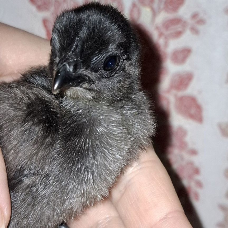 Цыплята ухейилюй