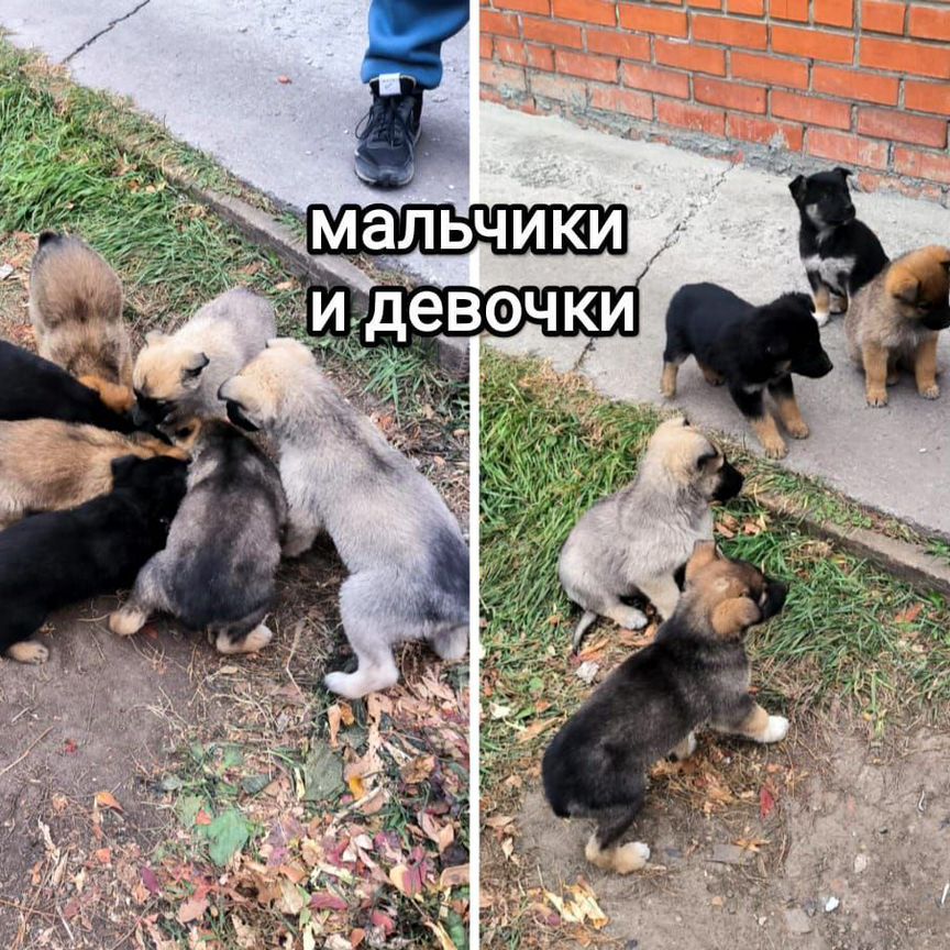 Щенки на улице, передержка или дом