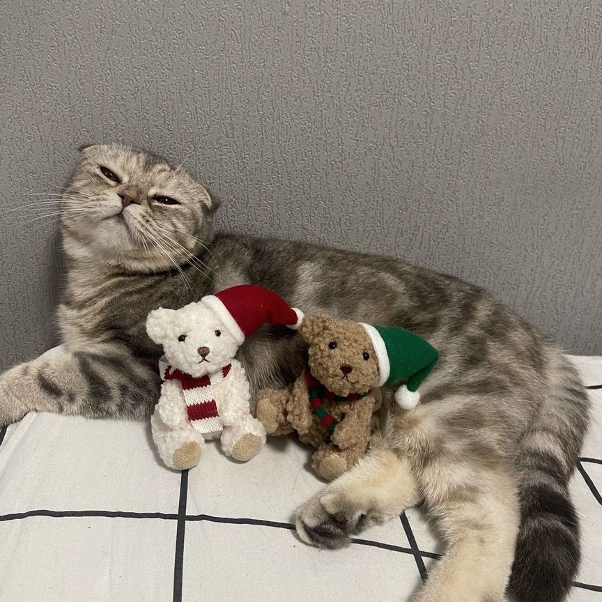 Шотландская вислоухая короткошёрстная кошка, вязка