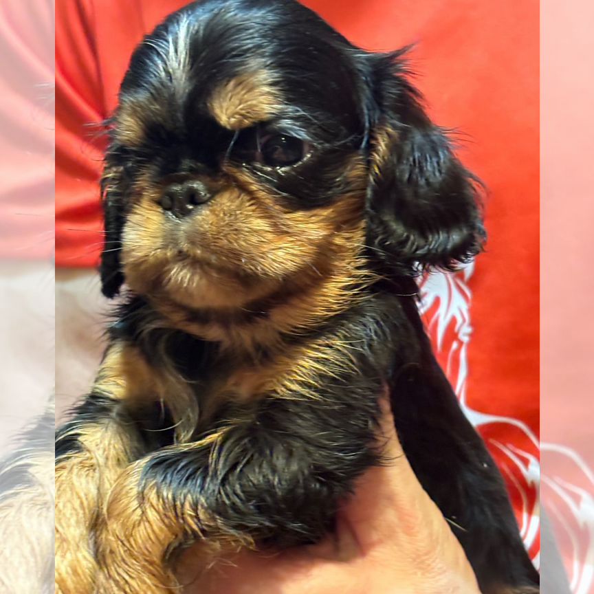 Кавалер кинг-чарльз-спаниель, щенок