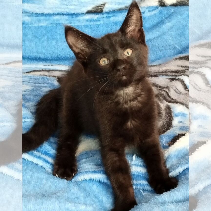 Мейн-кун котёнок