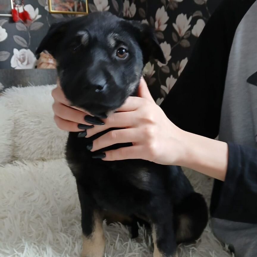 Знойная красотка Шейла ищет дом