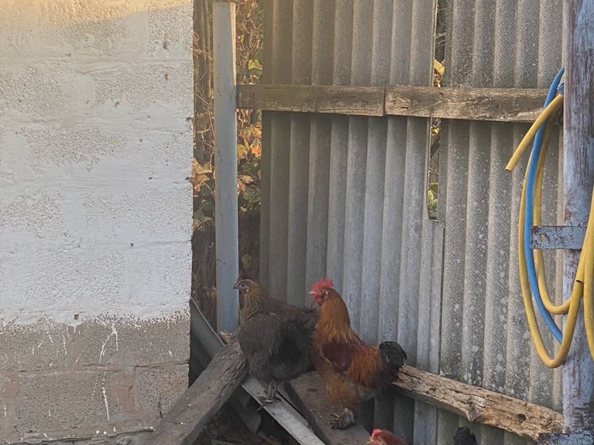 Куры помесь Амераукан-карликовый кохинхин