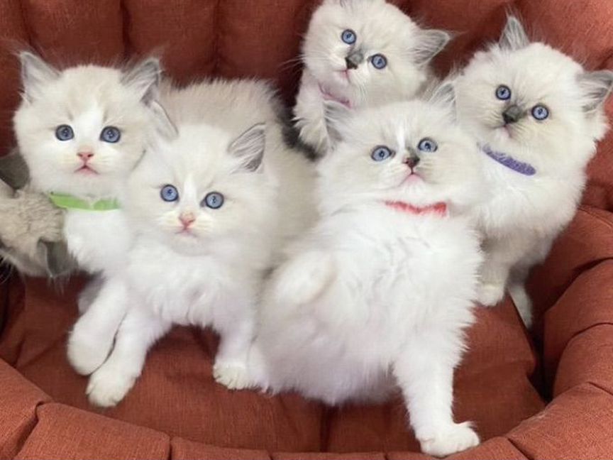 Настоящие котята Рэгдолл