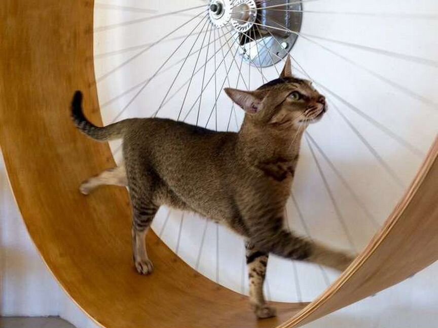 Создание кошачьих комплексов под заказ