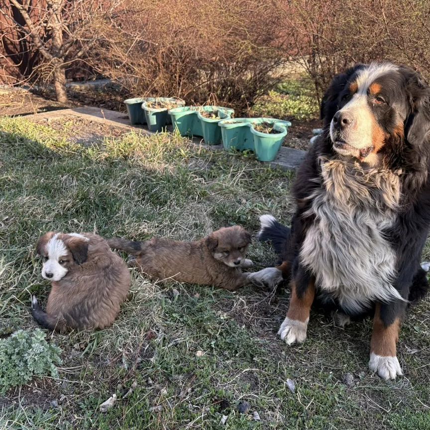 Щенок в добрые руки
