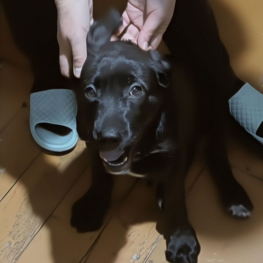 Лабрадор-ретривер, щенок