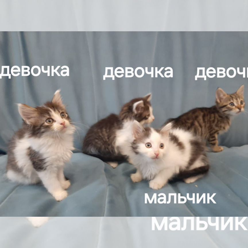 Котёнок в добрые руки
