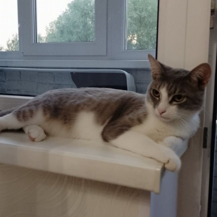 Отдадим в хорошие руки кота 3 годика