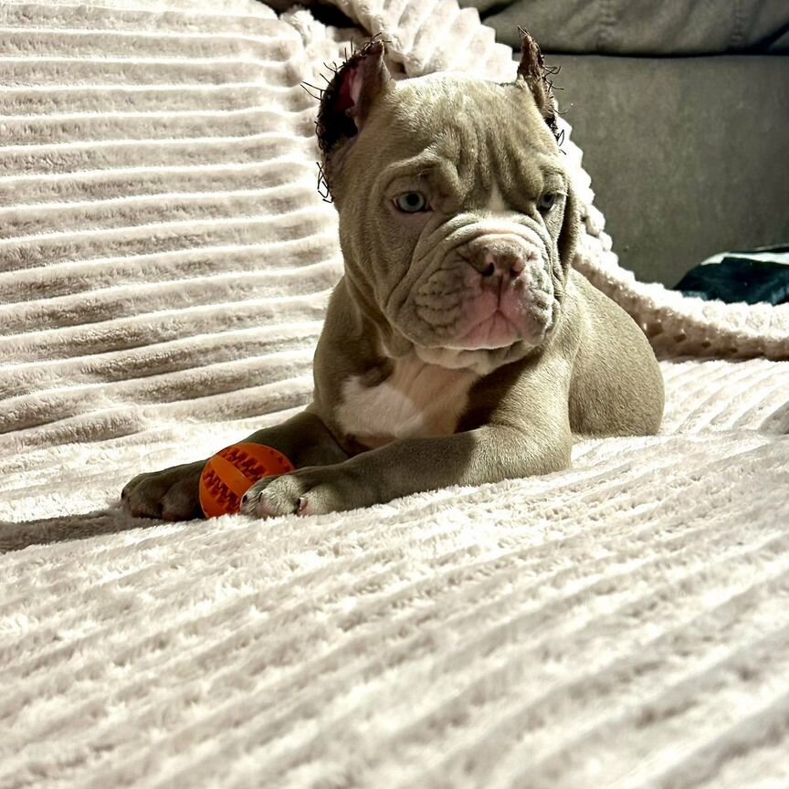 Американский булли