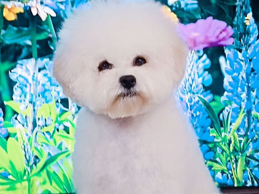 Шикарная девочка с выставочной харизмой