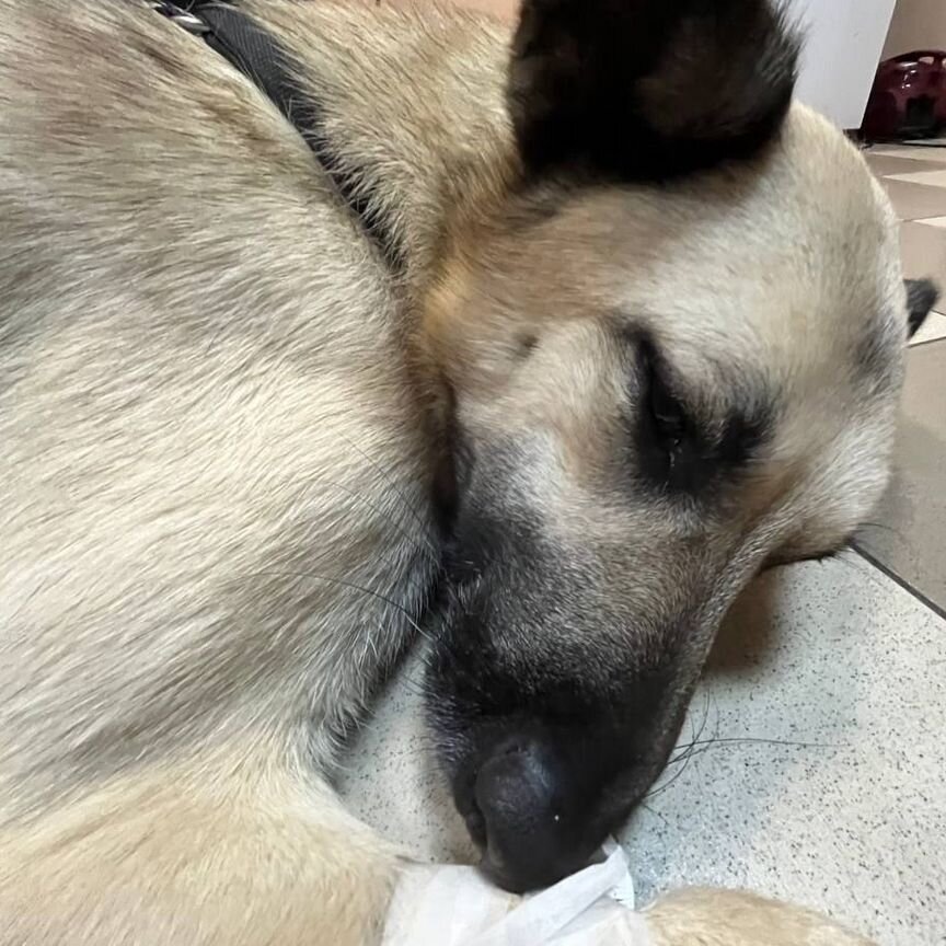 Условия приюта не для Карамельки