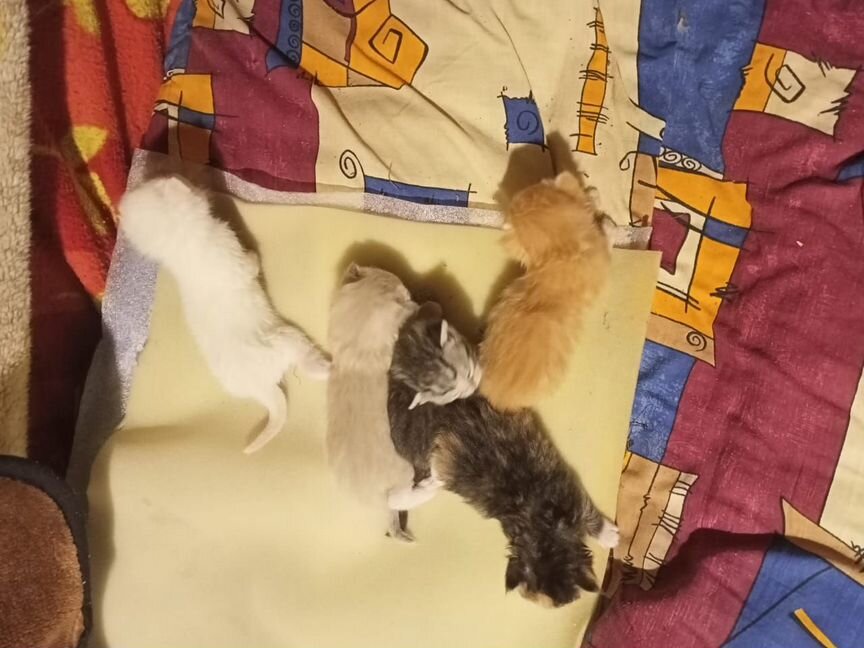 Котята безпородистые