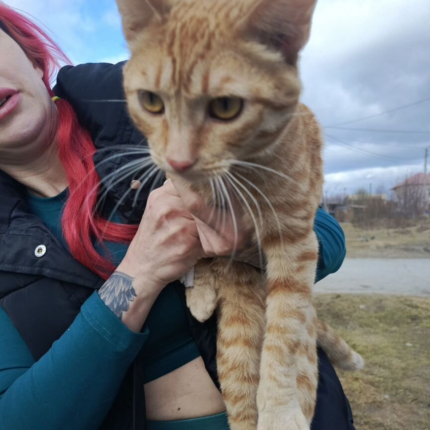 Взрослый кот в добрые руки