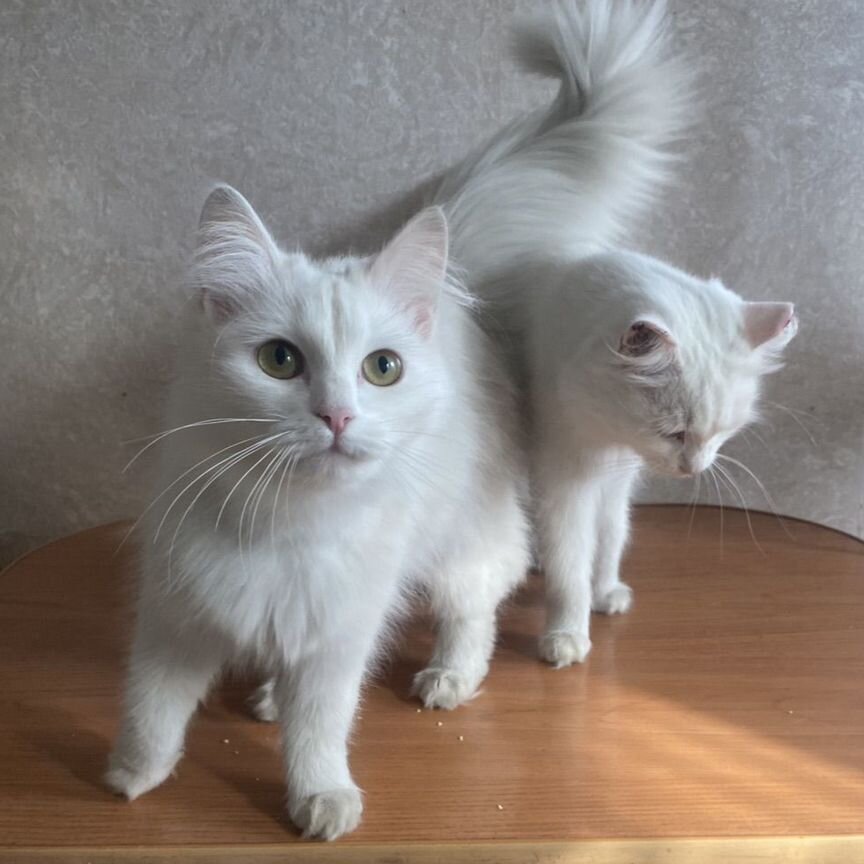 Взрослая, кошка в добрые руки
