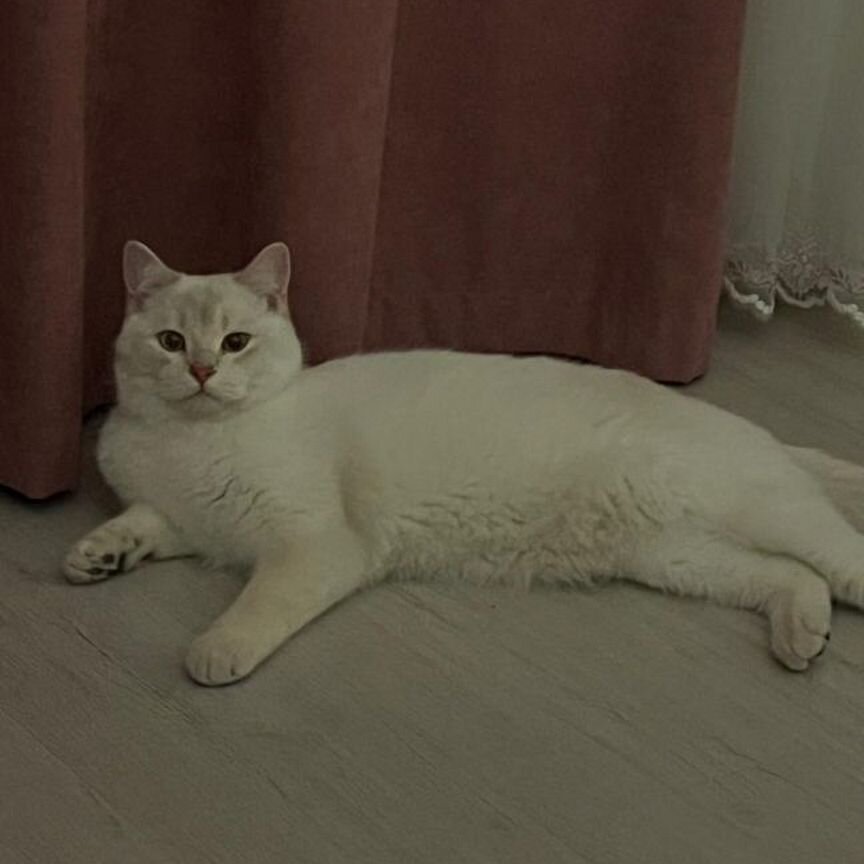 Продам кота