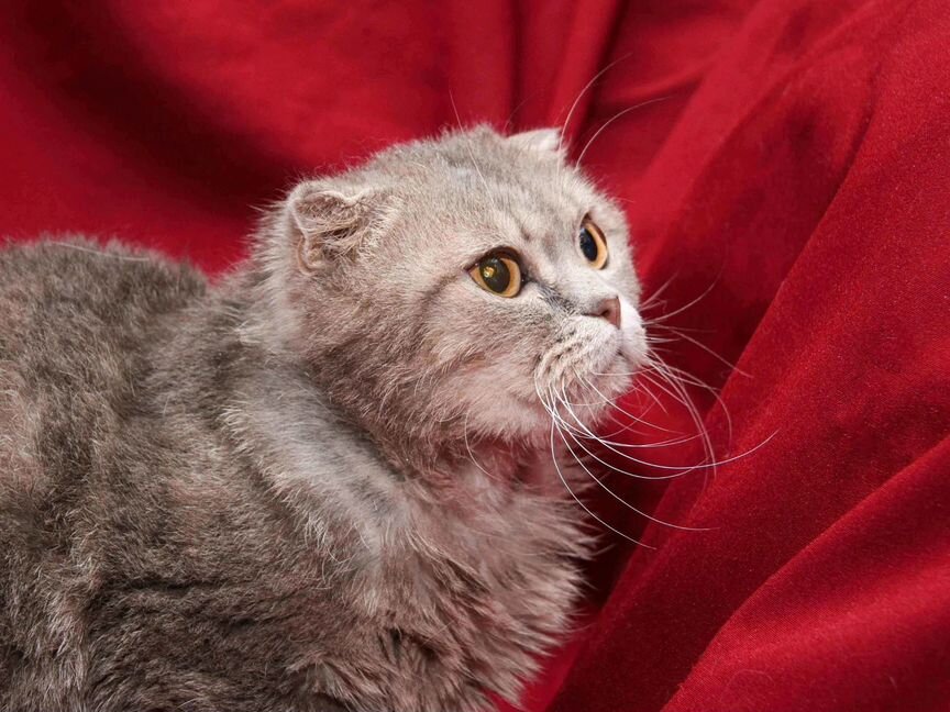 Кошка ищет дом