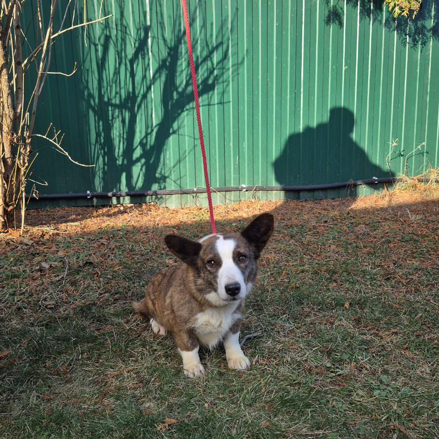 Вельш-корги кординан