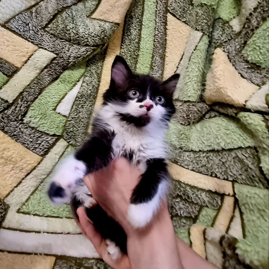 Капля. Котёнок. Всего 2 мес