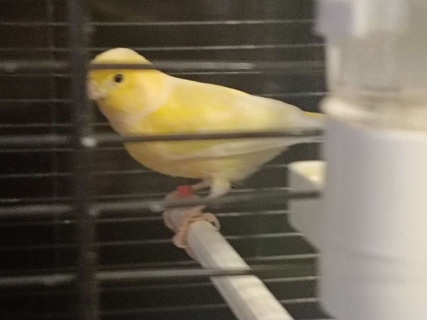 Кенара и канарейки