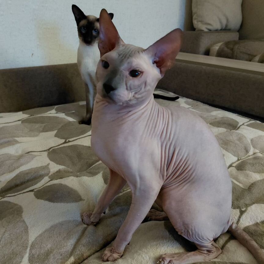 Донской сфинкс, кот вязка