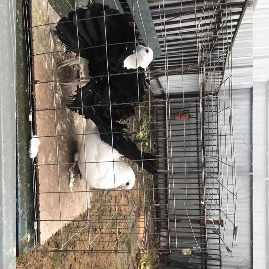 Голубь павлин