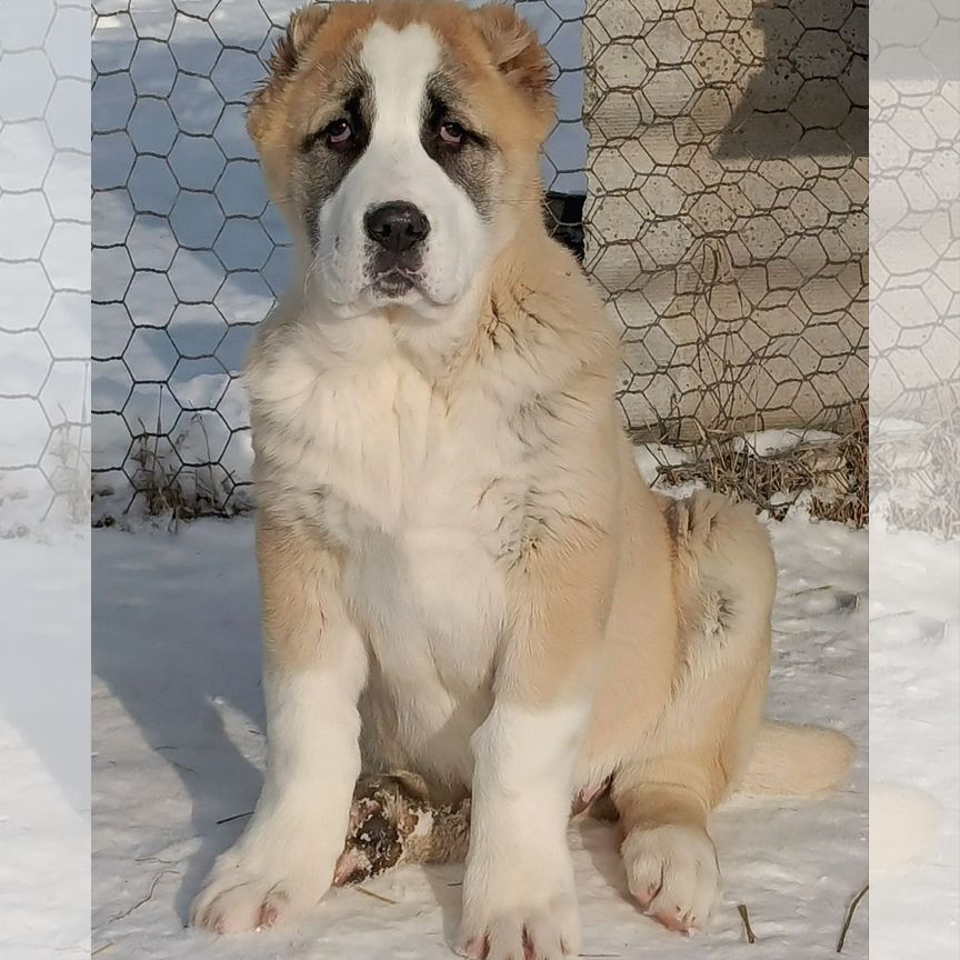 Среднеазиатская овчарка алабай щенки сао