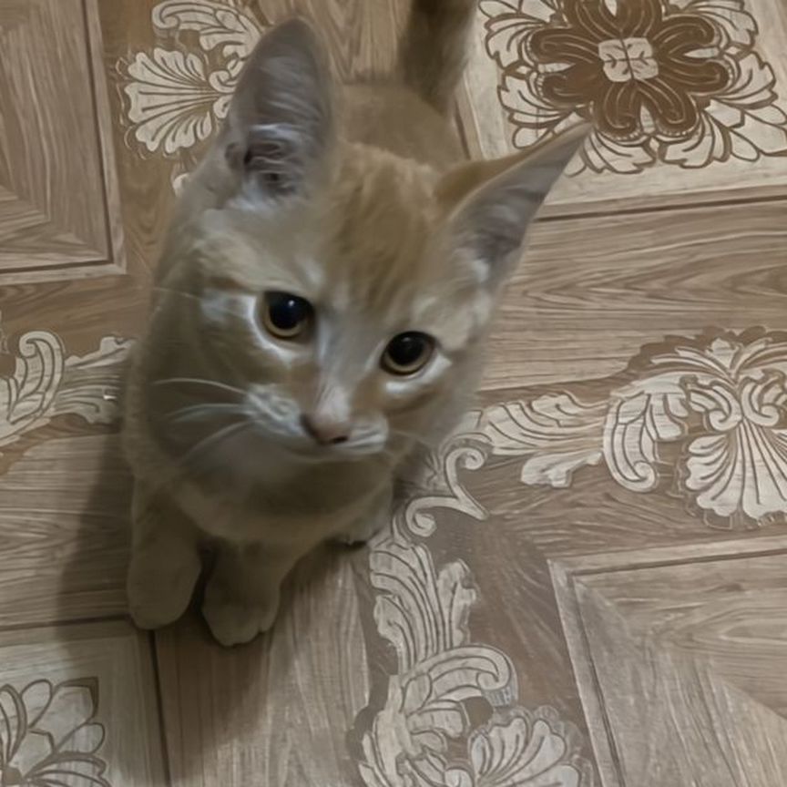 Котёнок в добрые руки