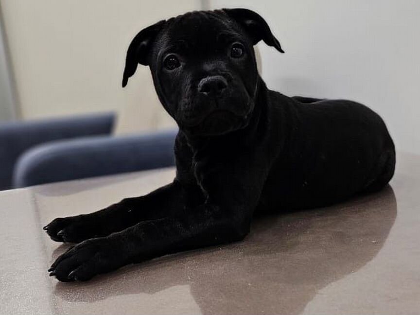 Щенок Стаффордширского бультерьера