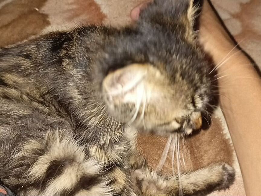 Кошка