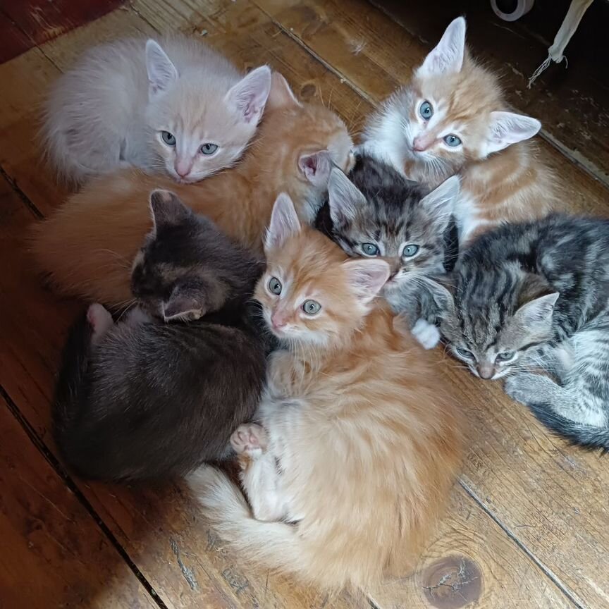 Котята в добрые руки